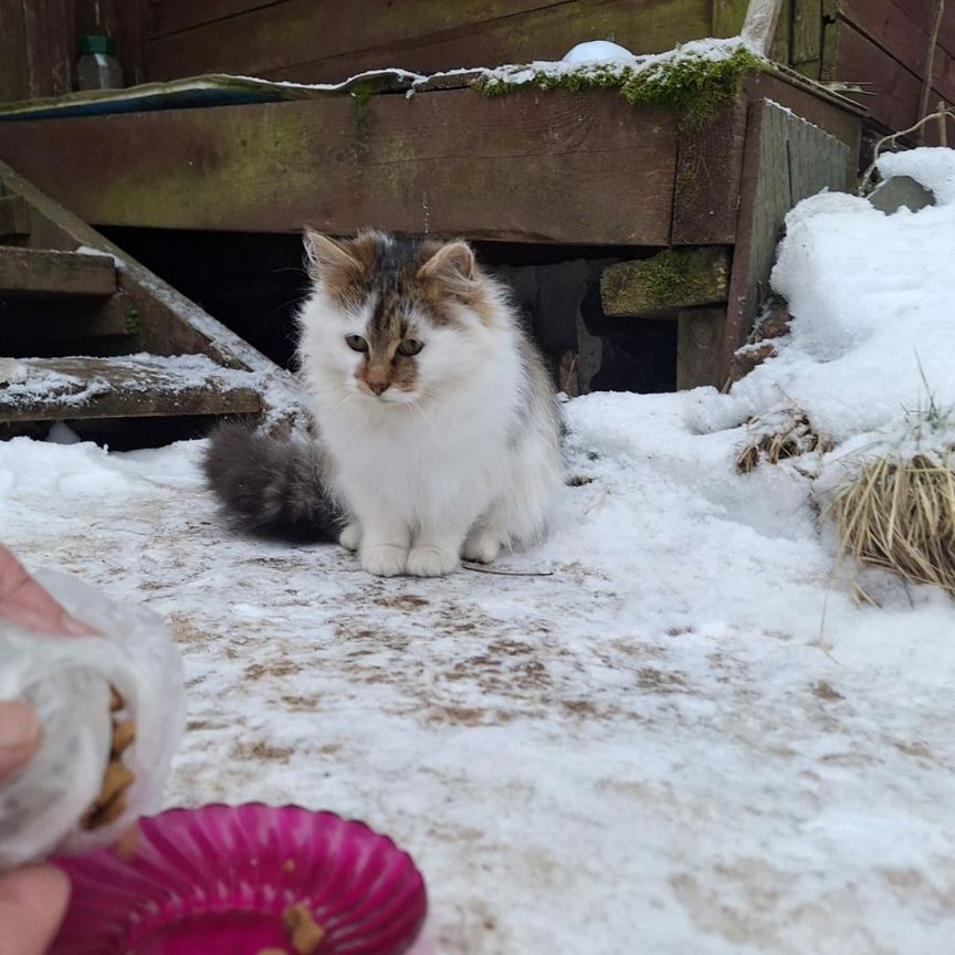 Кошечка