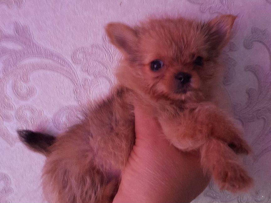 Щенки от маленькой собачки