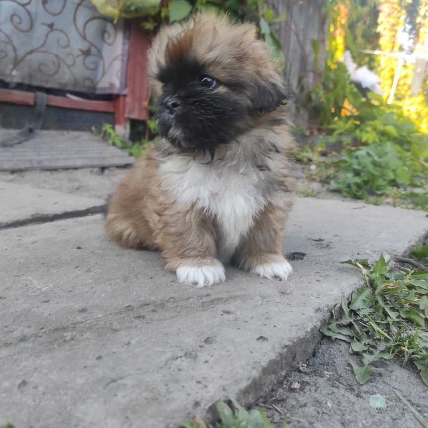 Щенки пикинеса