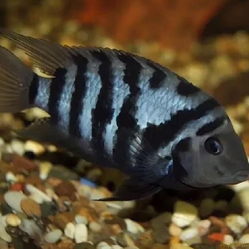 Цихлиды чернополосые