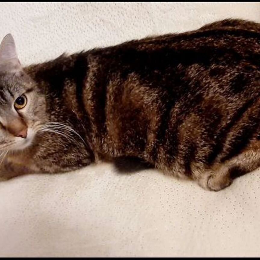 Мраморная Фиона ищет дом