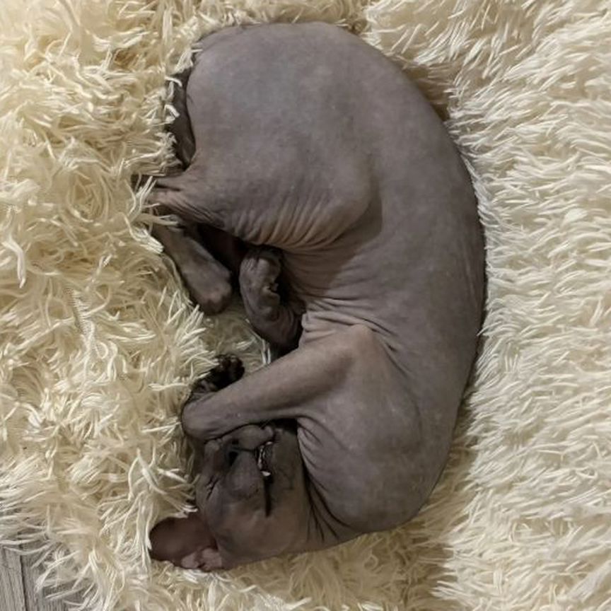 Канадский сфинкс, взрослый кот