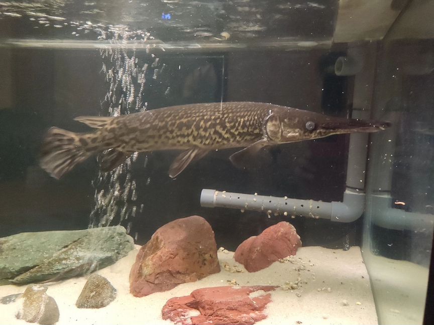 Панцирная щука