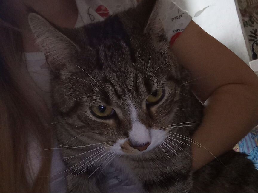 Котейка в добрые руки