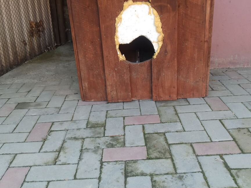 Собачья будка