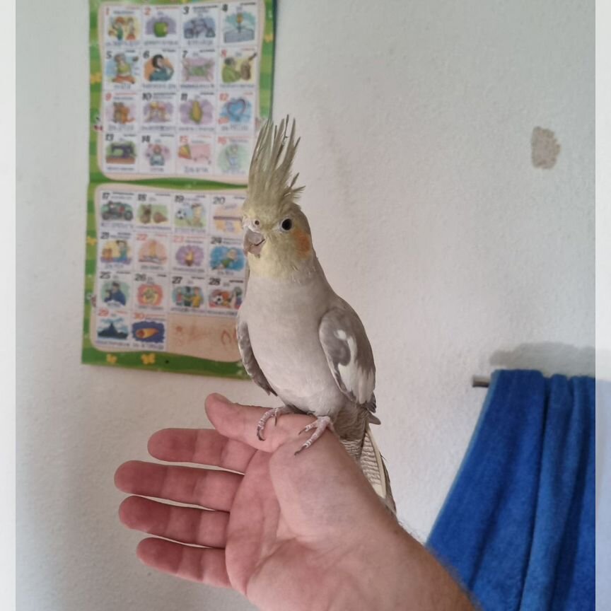 Попугай корелла девочка