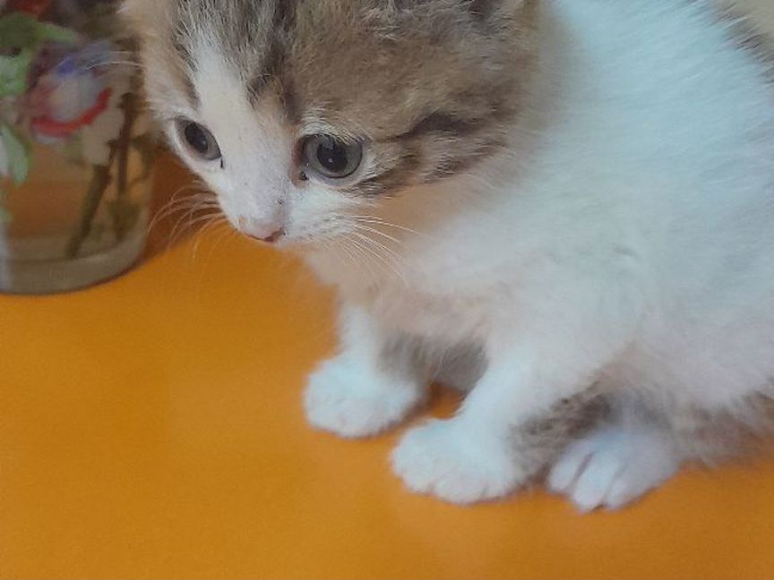 Шотландская девочка в добрые ручки