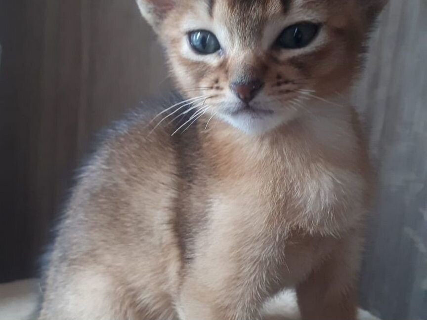 Чистокровный Абиссинский котенок