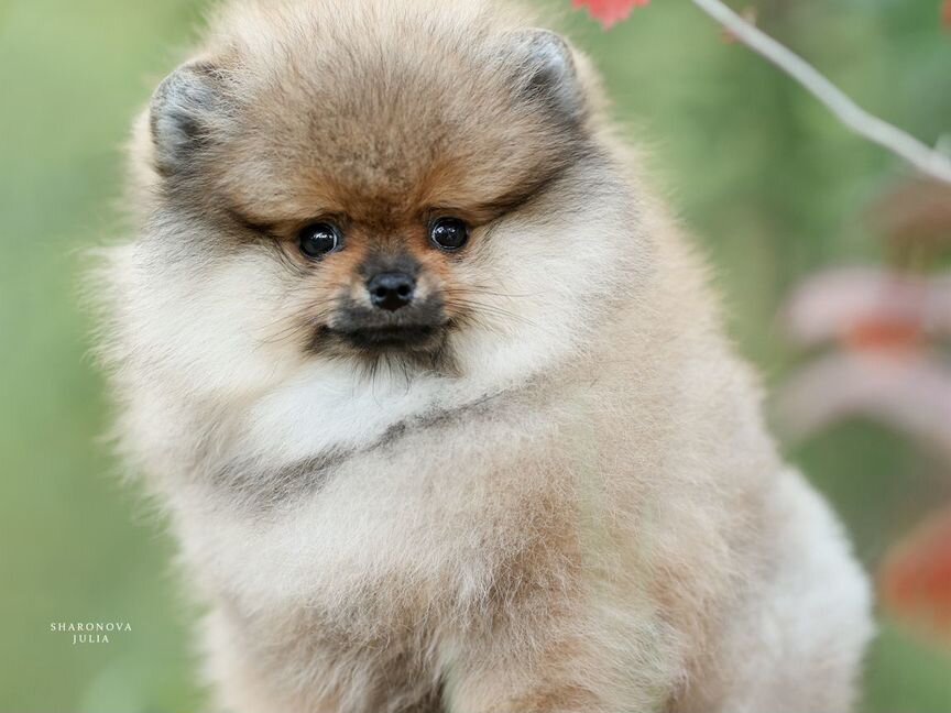 Щенок померанского шпица