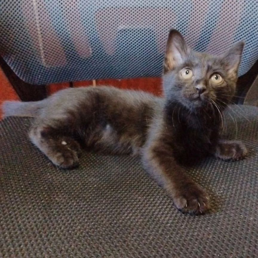 Сибирский котёнок