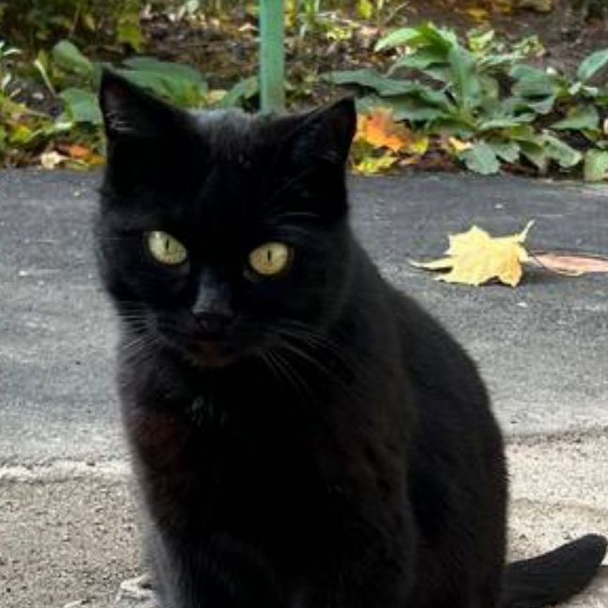 Черный котик