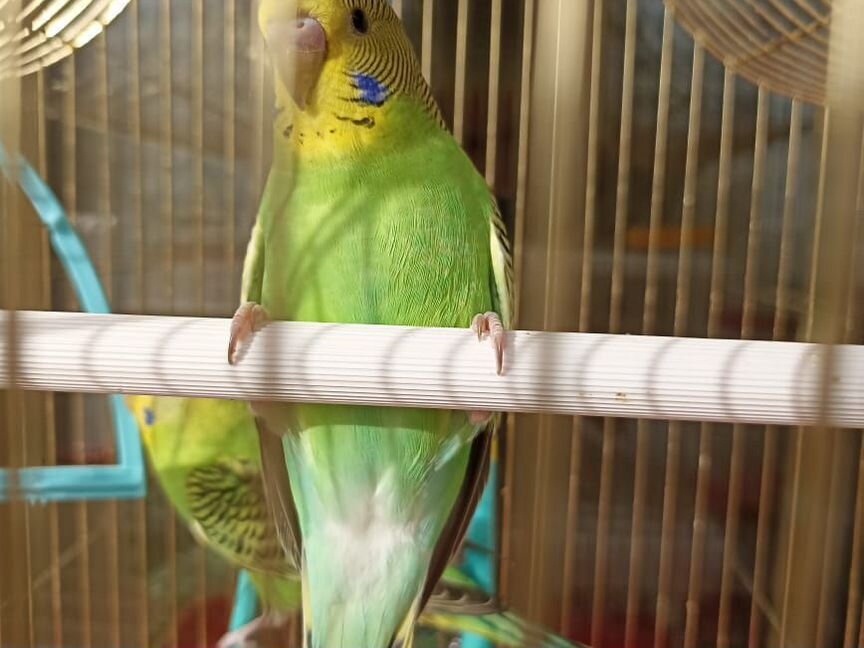 Волнистый попугай