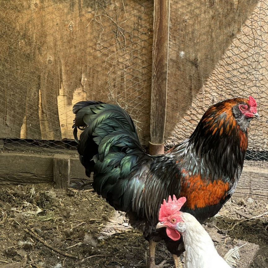 Петух амераукана