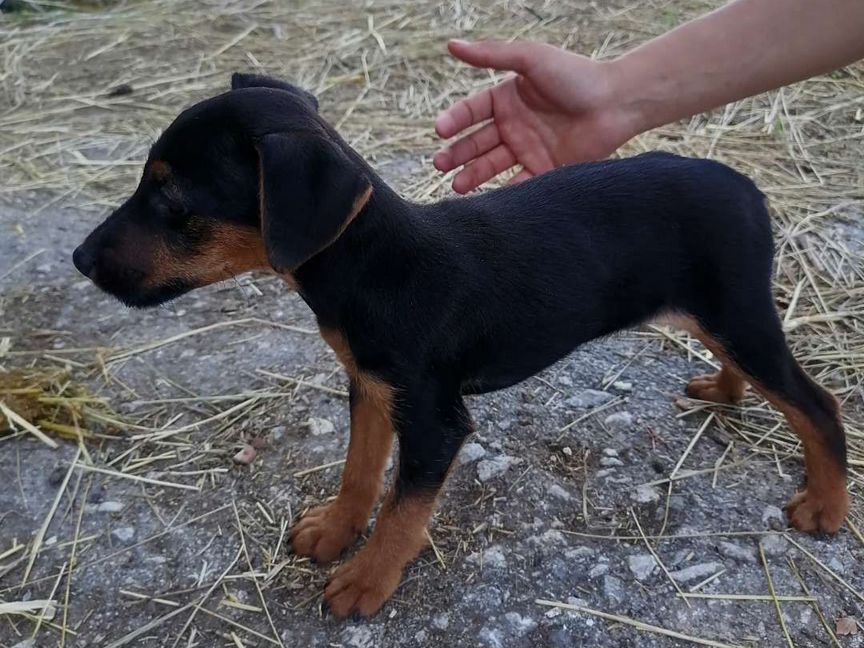 Щенки ягдтерьера