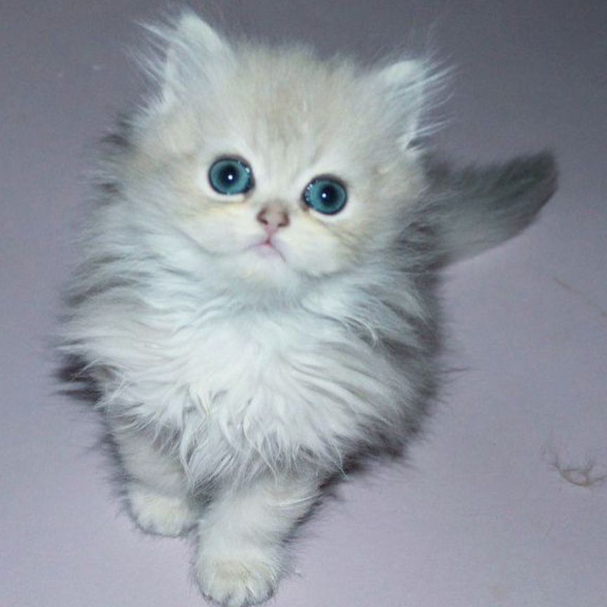 Британский длинношёрстный котёнок