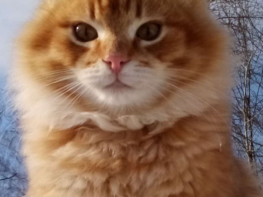 Котик Жуля ищет хозяев