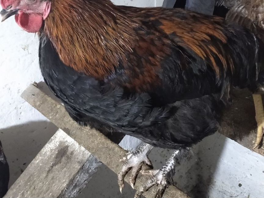 Петухи мараны и белефельдеры