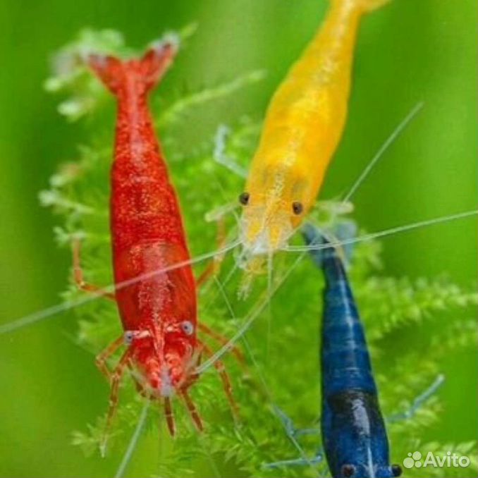 Цветные неокаредины креветки аквариумные