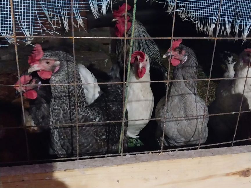 1 петух и 9 курочки