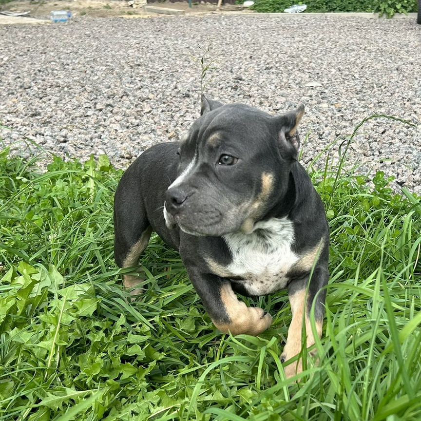 Американский булли