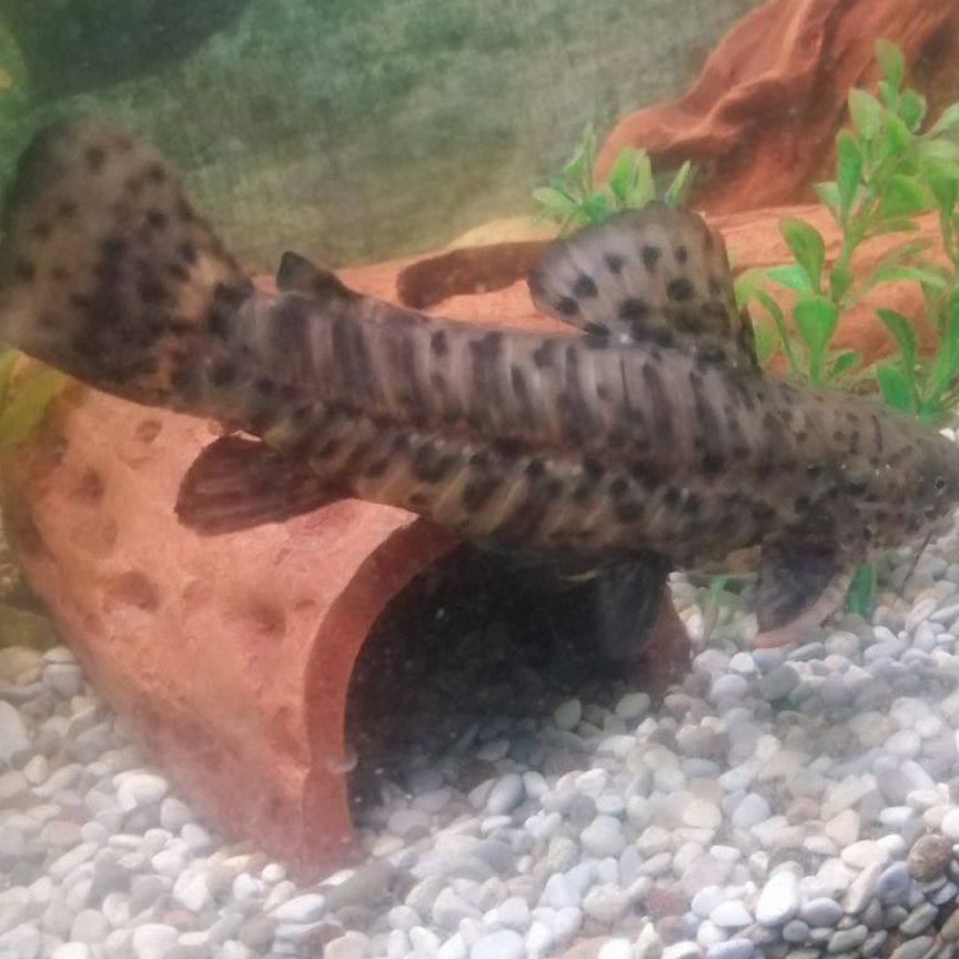 Аквариумные рыбки