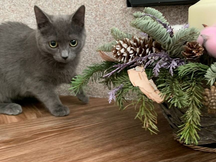 Котята