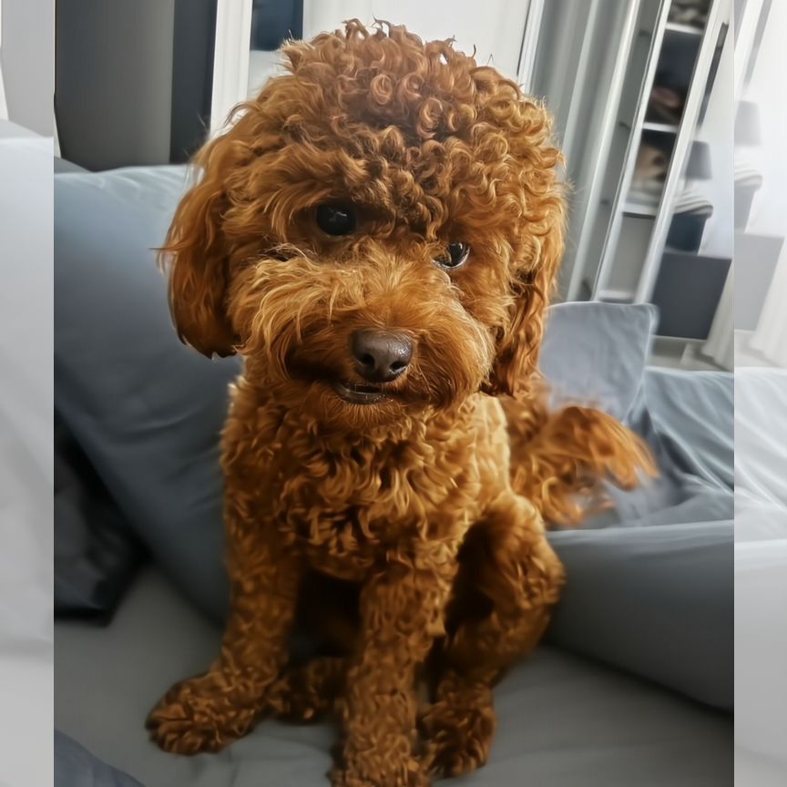 Той-пудель, щенок