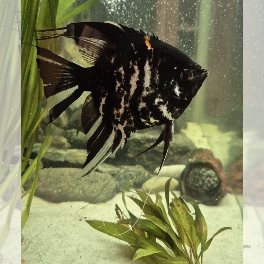 Отдам скалярию