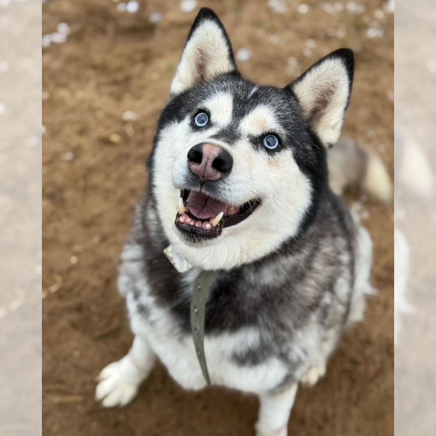 Сибирский хаски, взрослая собака из приюта