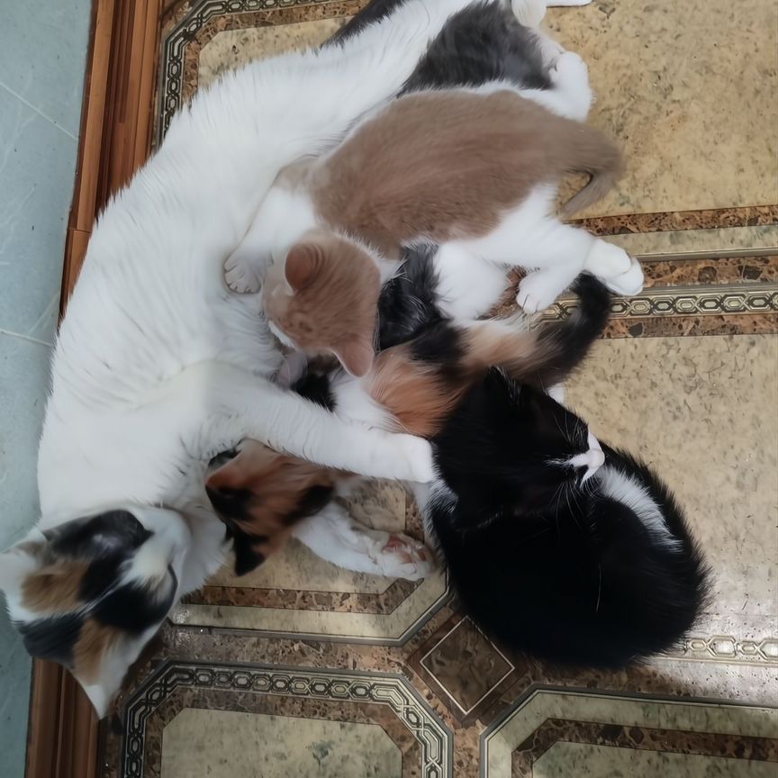 Котёнок в добрые руки