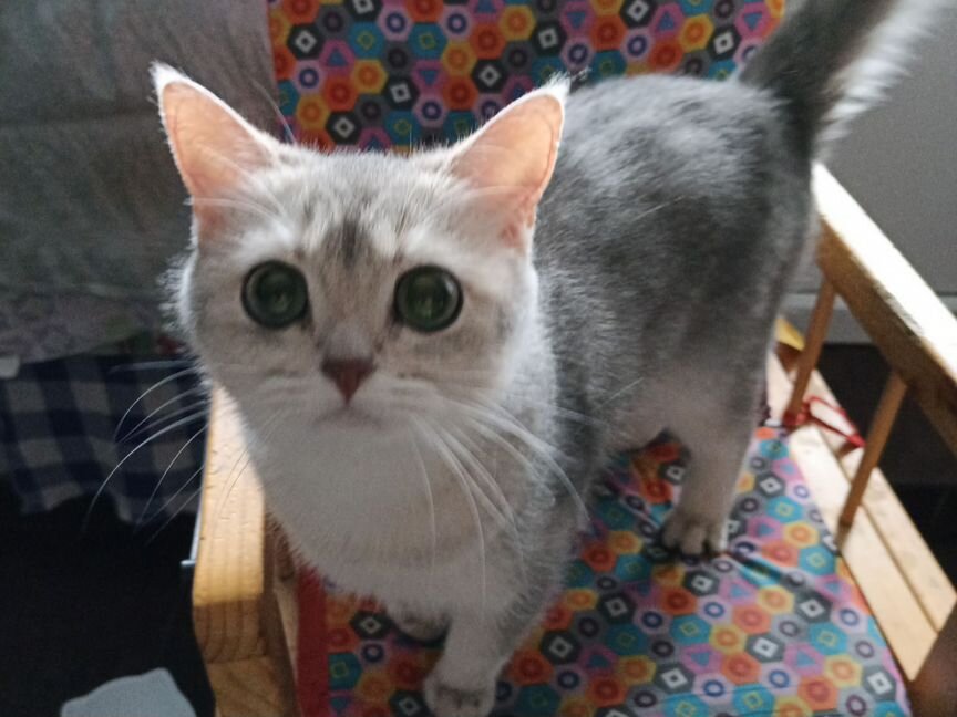 Кошка отдам в хорошие руки