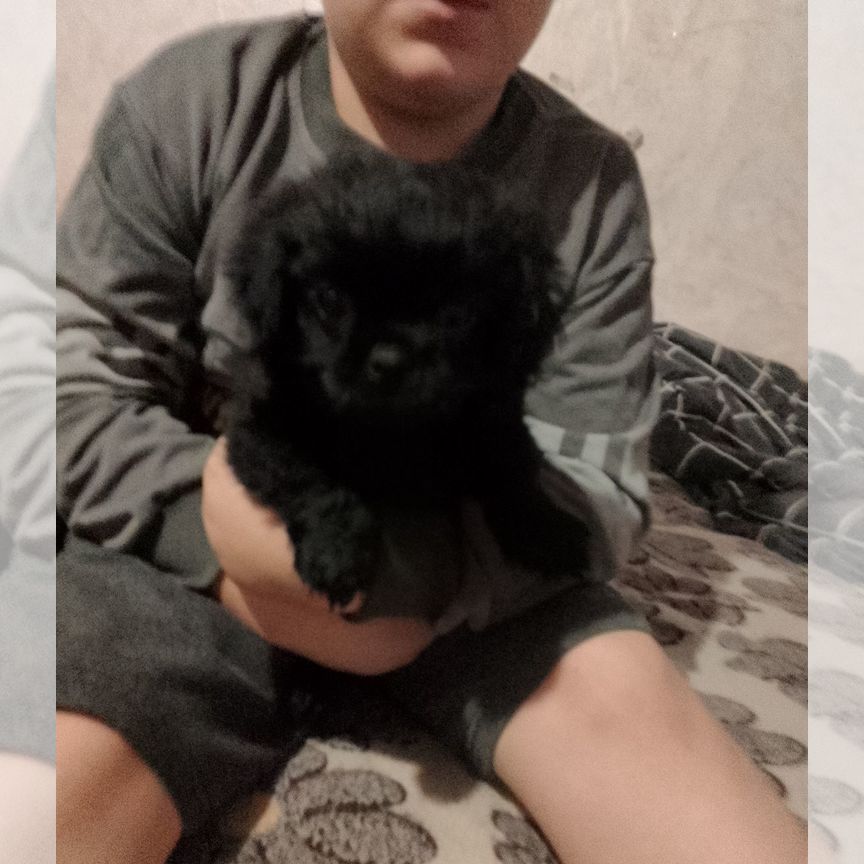 Продам щенков-пекинесов