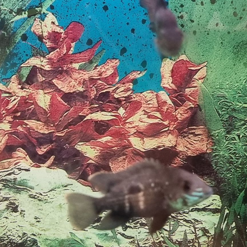 Акара Бирюзовая