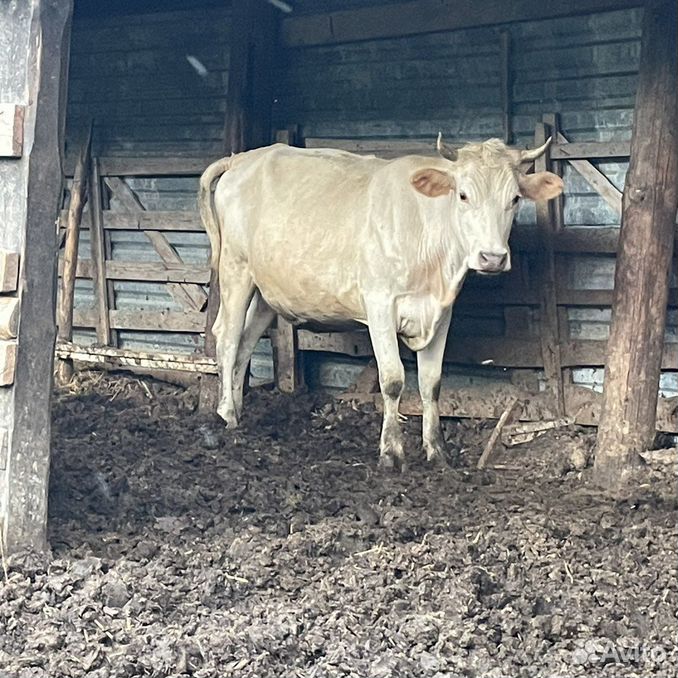 Телочка первотелка