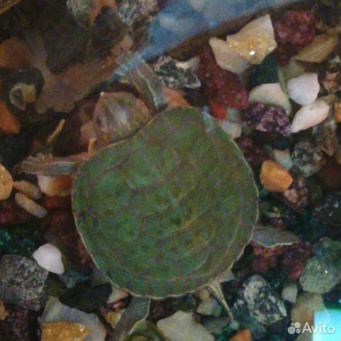 Красноухая черепаха маленькая