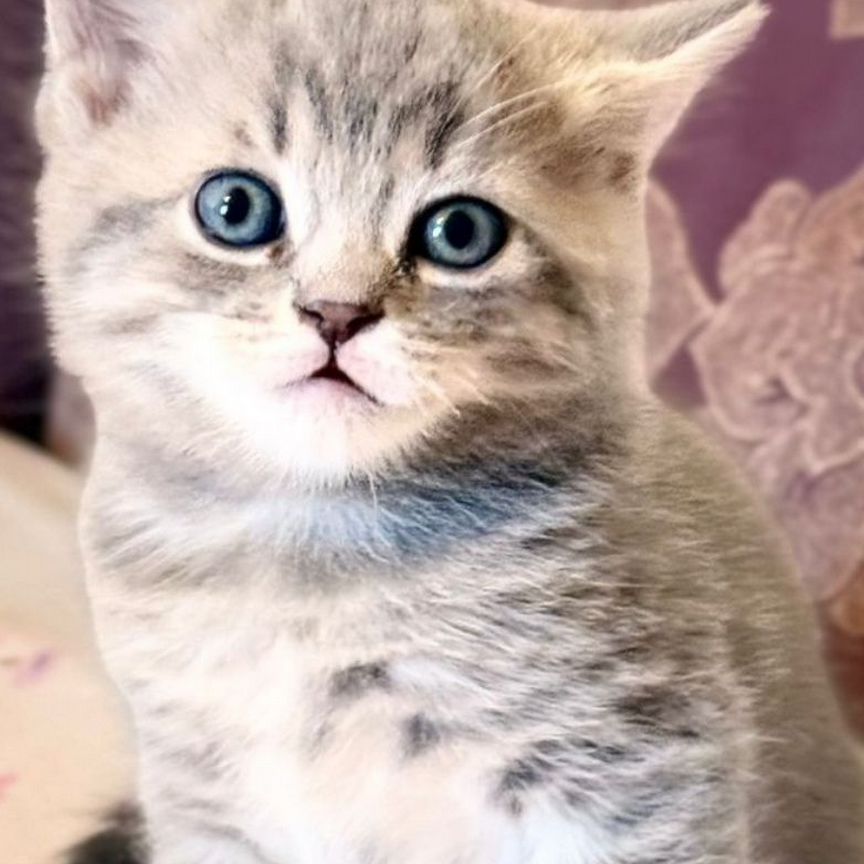 Британцы хорошенькие