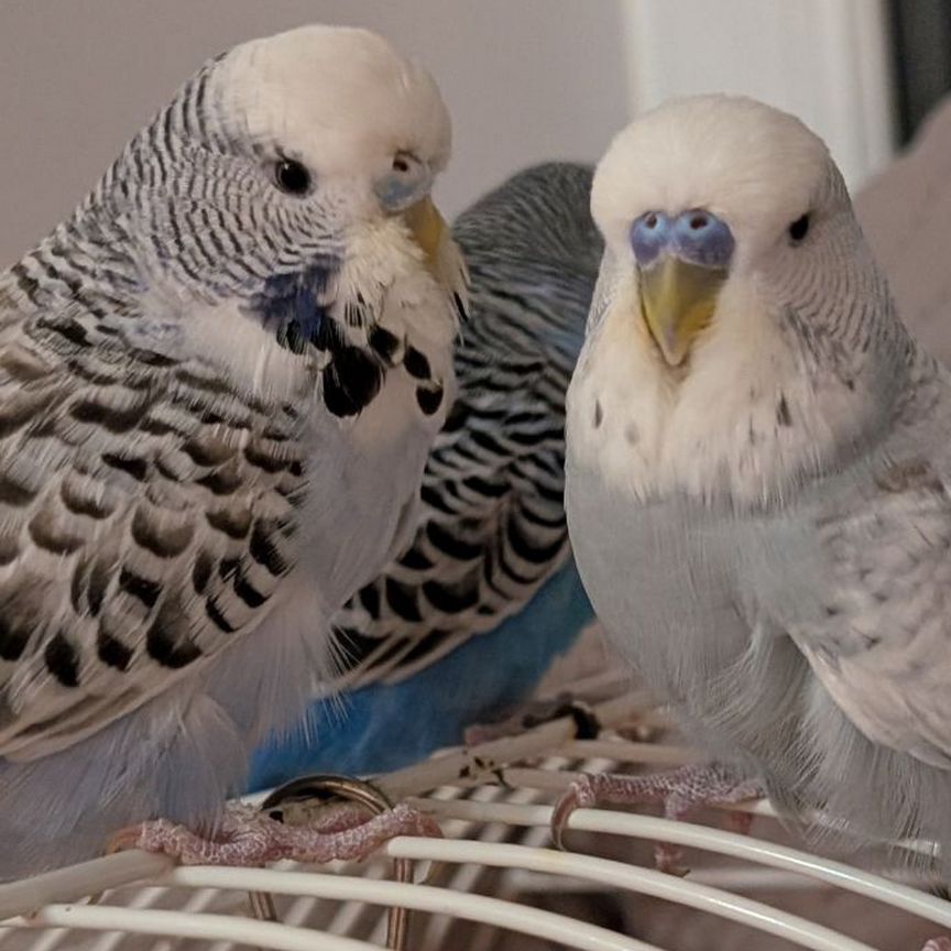 Попугай волнистый Самцы и Самочки