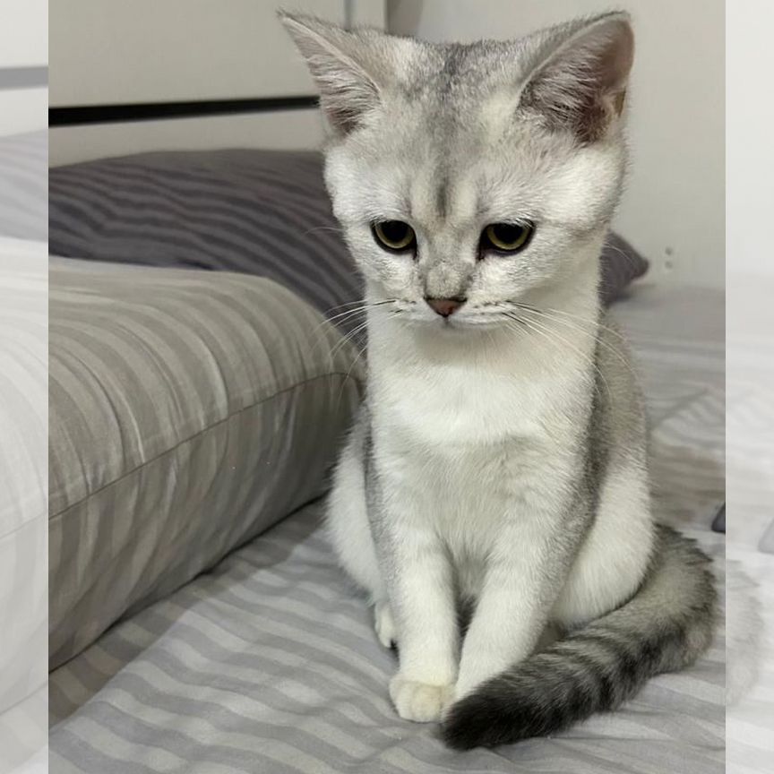 Шотландская кошка в добрые руки