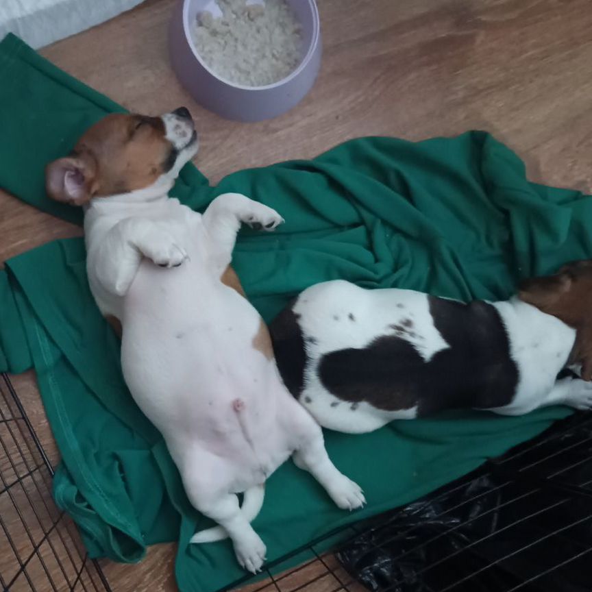 Щенки Джек Рассел терьер