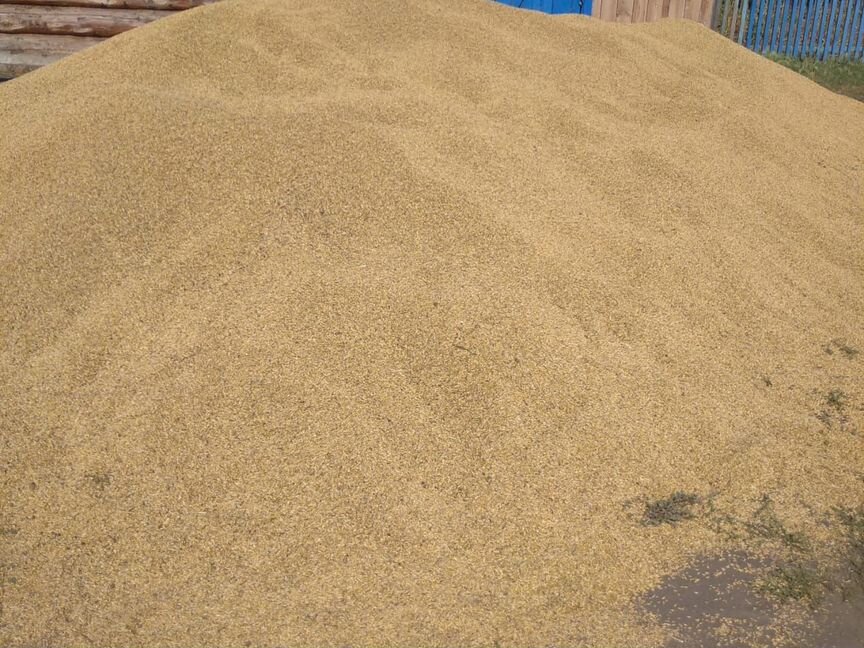 Ячмень в мешках