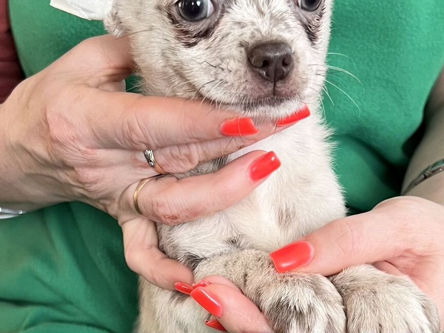 Чихуахуа лиловый мерль мальчик