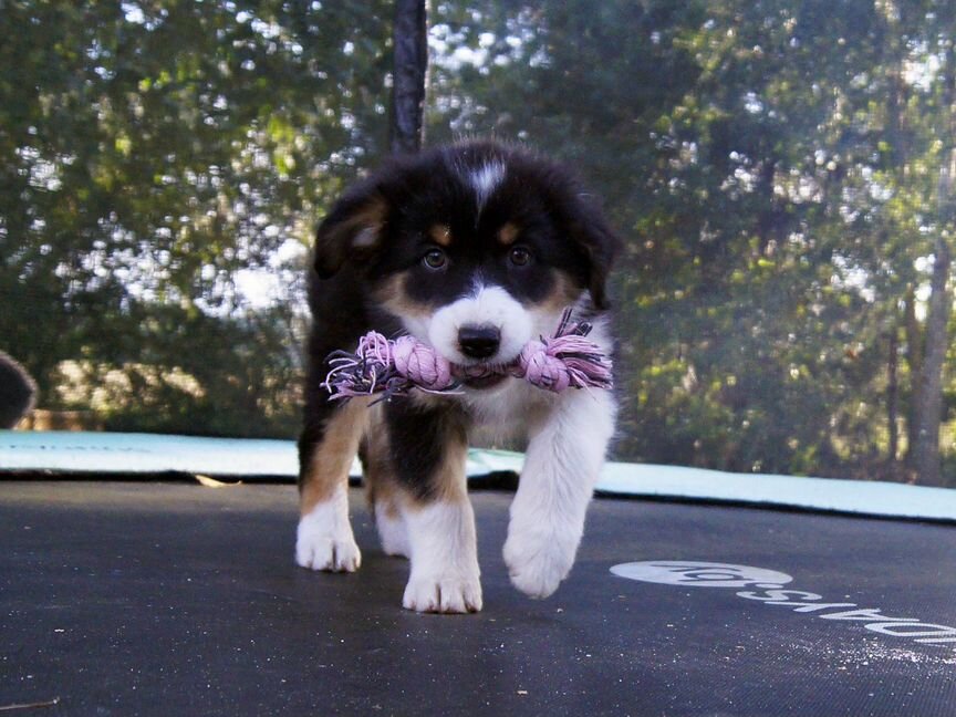 Щенки Аусси Австралийская овчарка