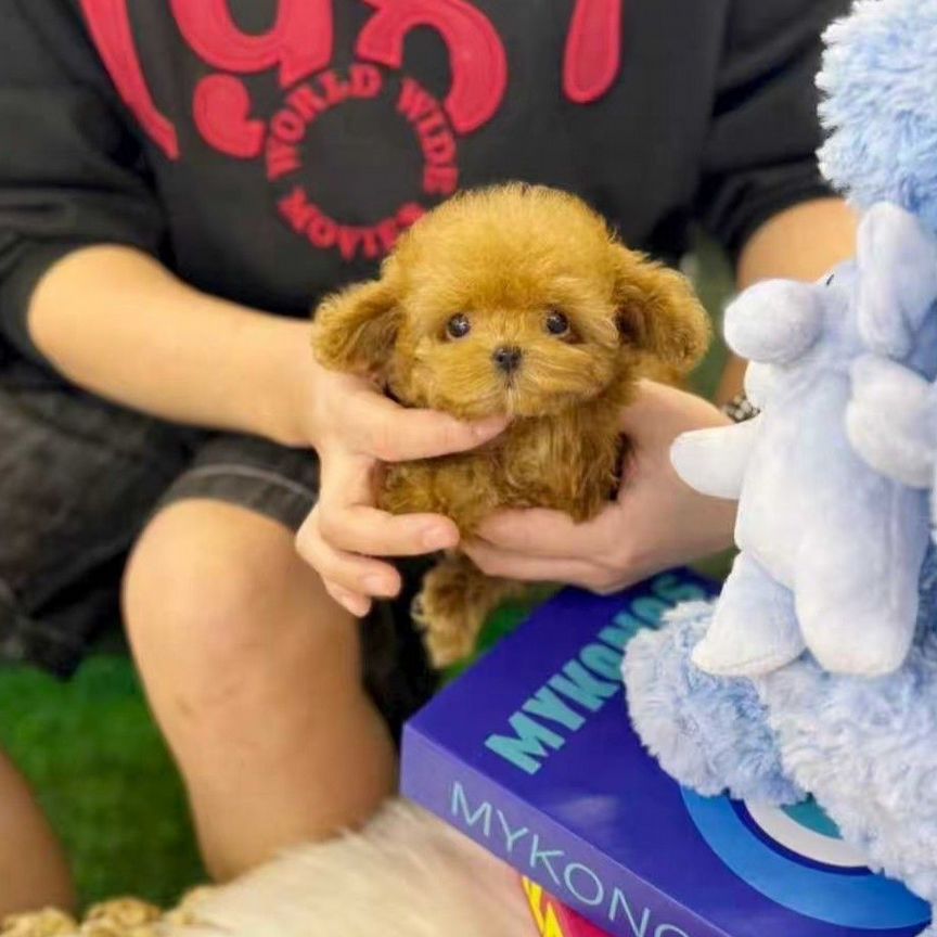 Мальтипу, щенок