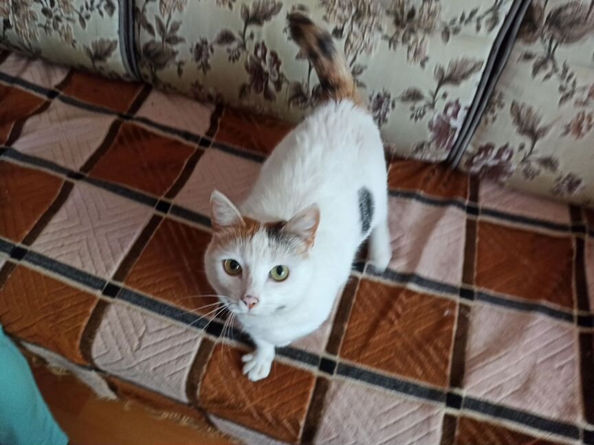 Кошечка Муся ищет дом