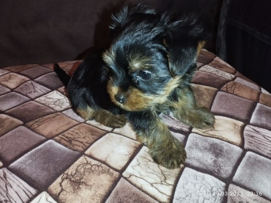 Йоркширский терьер