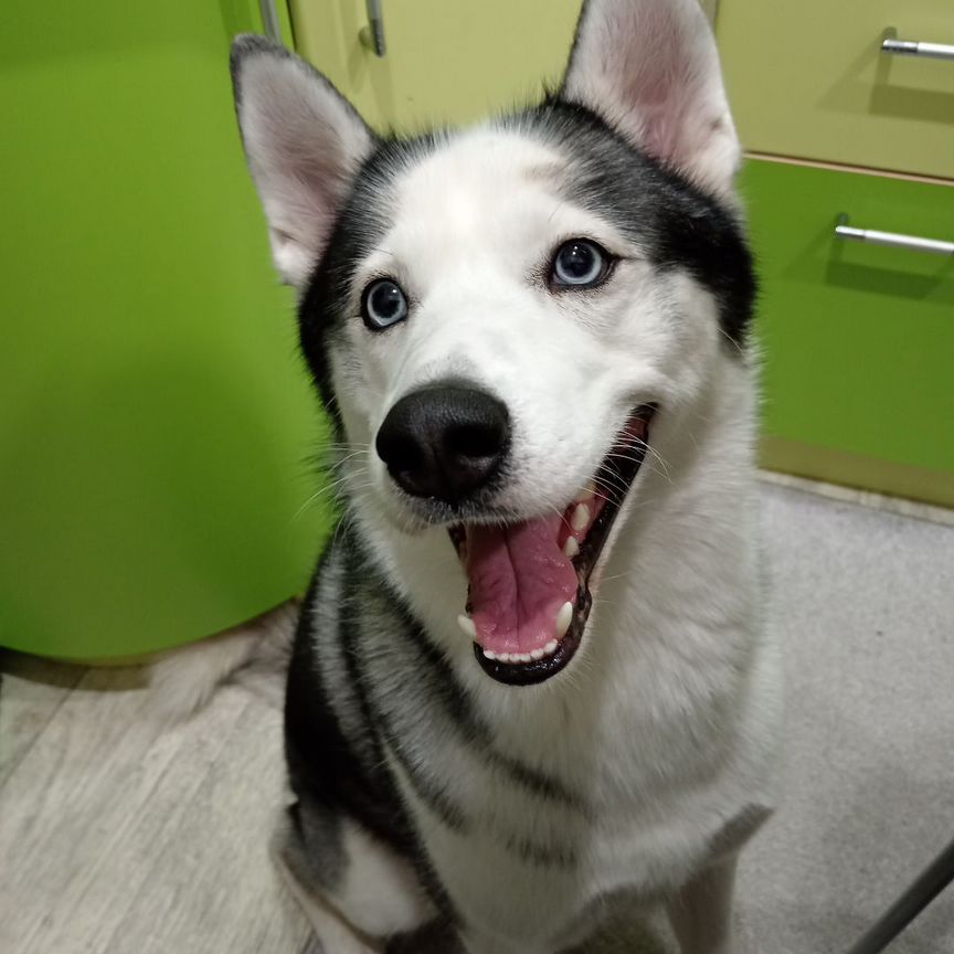 Хаски кабель желающие скрестить