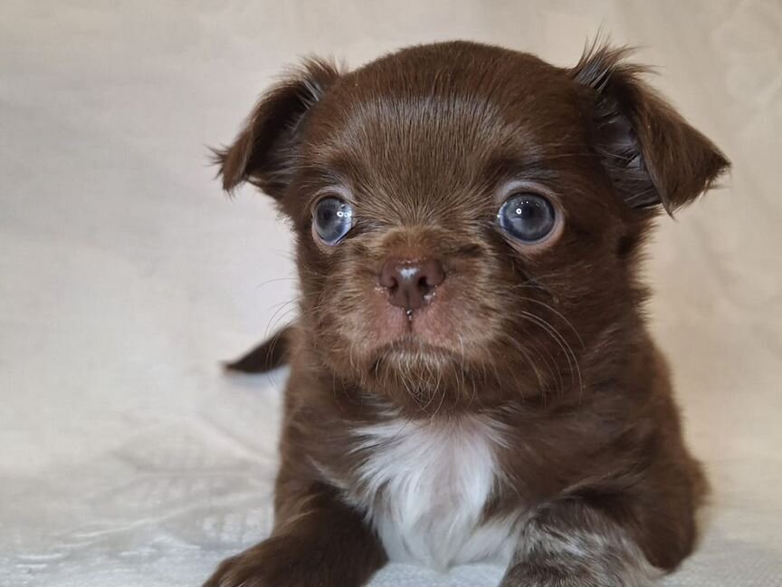 Шоколадная девочка