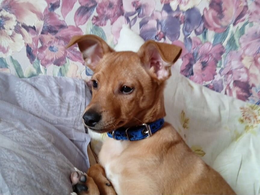 Цвергпинчер в добрые руки отдам бесплатно