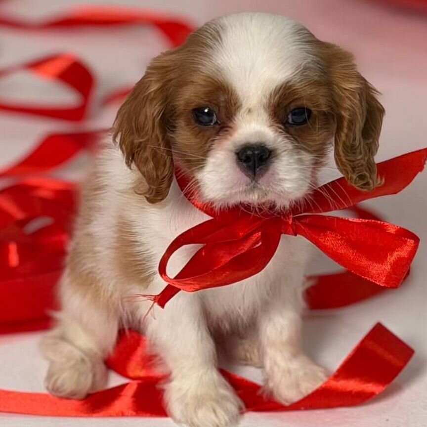 Кавалер кинг-чарльз-спаниель, щенок