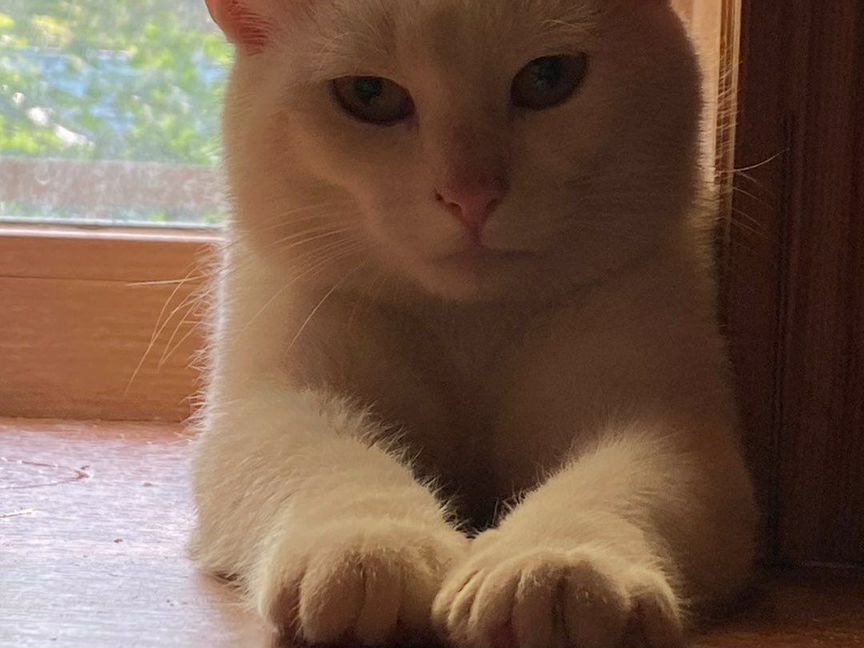 Кошка в дар бесплатно